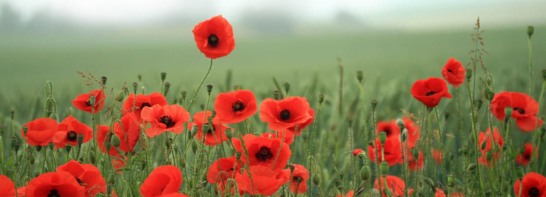 Nelson RSA| Nelson Community Club, Social Club